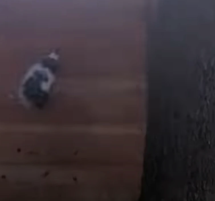 Front Facing Roe | Fandom