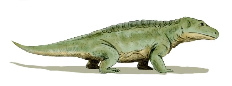 Cacops | 2005kwas127 Wiki | Fandom