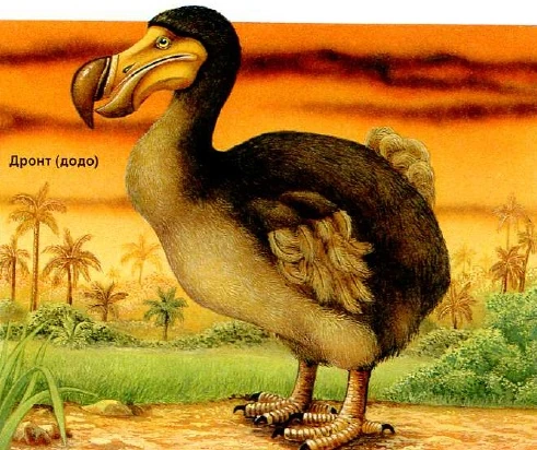Red Dodo Claw | 2005kwas127 Wiki | Fandom