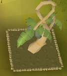 Calquat tree | Old School RuneScape Wiki | Fandom