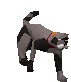 Cat | Old School RuneScape Wiki | Fandom