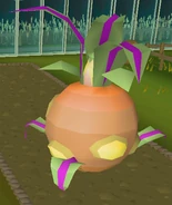 Golovanova fruit | Old School RuneScape Wiki | Fandom