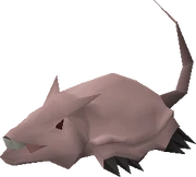 Brine Rat Cavern | Old School RuneScape Wiki | Fandom
