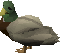 Duck (NPC) | Old School RuneScape Wiki | Fandom