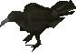 Crow | Old School RuneScape Wiki | Fandom