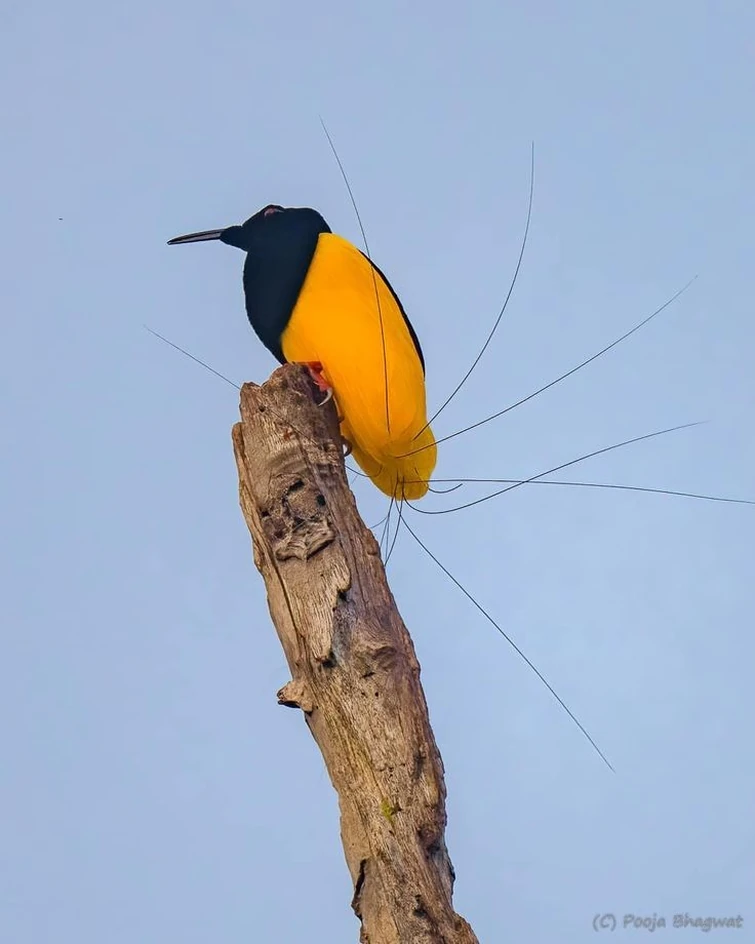 WE NEED MORE BIRDS IN COS. | Fandom