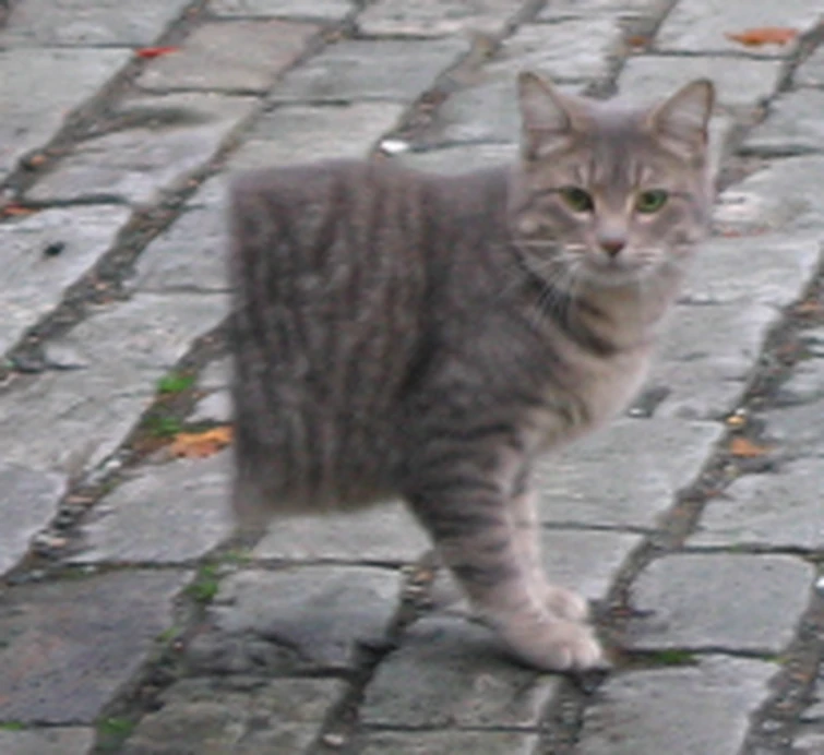 throws Josie the half-cat cosplay and runs away | Fandom