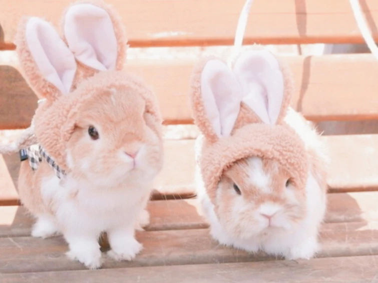 send pfp ideas | Fandom