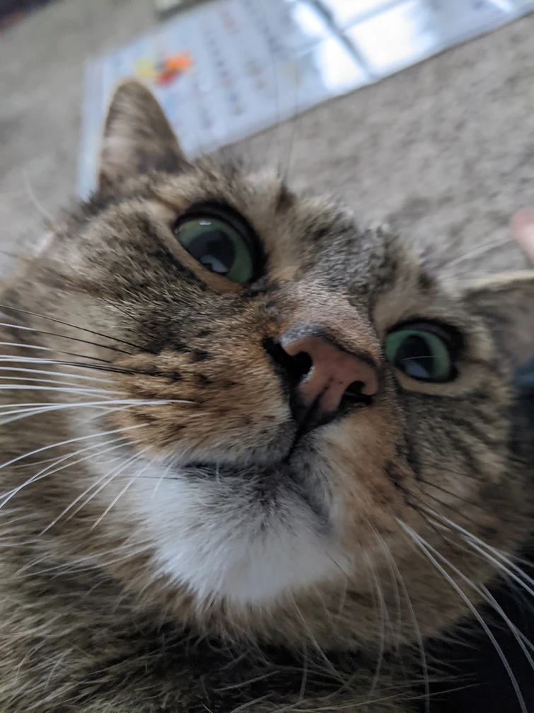 New cat added to the arsenal | Fandom