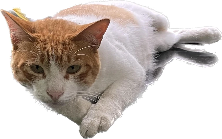 Can someone add 1 new cat nextbot? Just a suggestion for the next ...