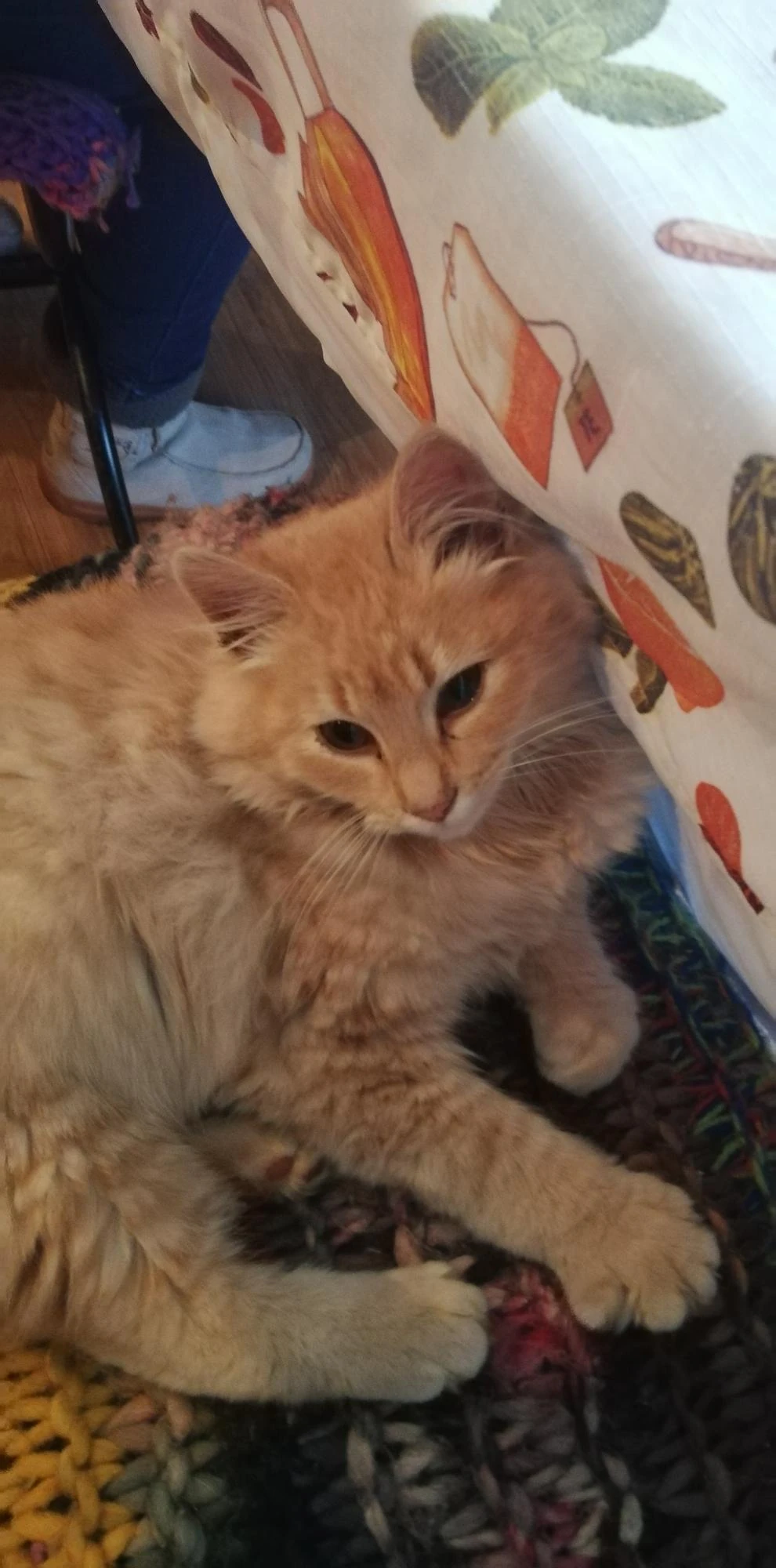 The Krusty Kat | Fandom