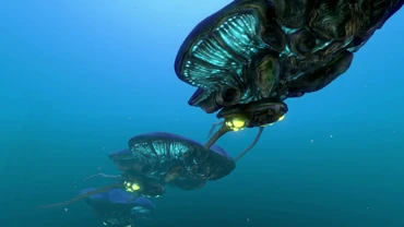 Discuss Everything About Subnautica Wiki | Fandom