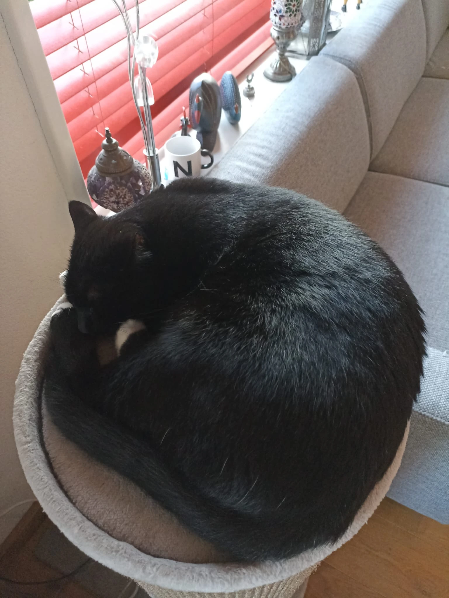 Daily Cat Image #654 | Fandom