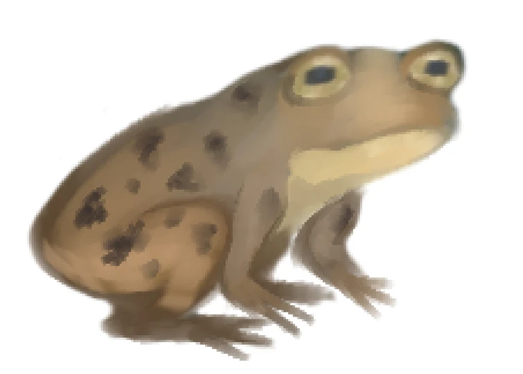 I drew a frog for the first time ever | Fandom
