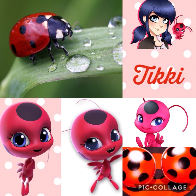 Ladybug Collage | Fandom