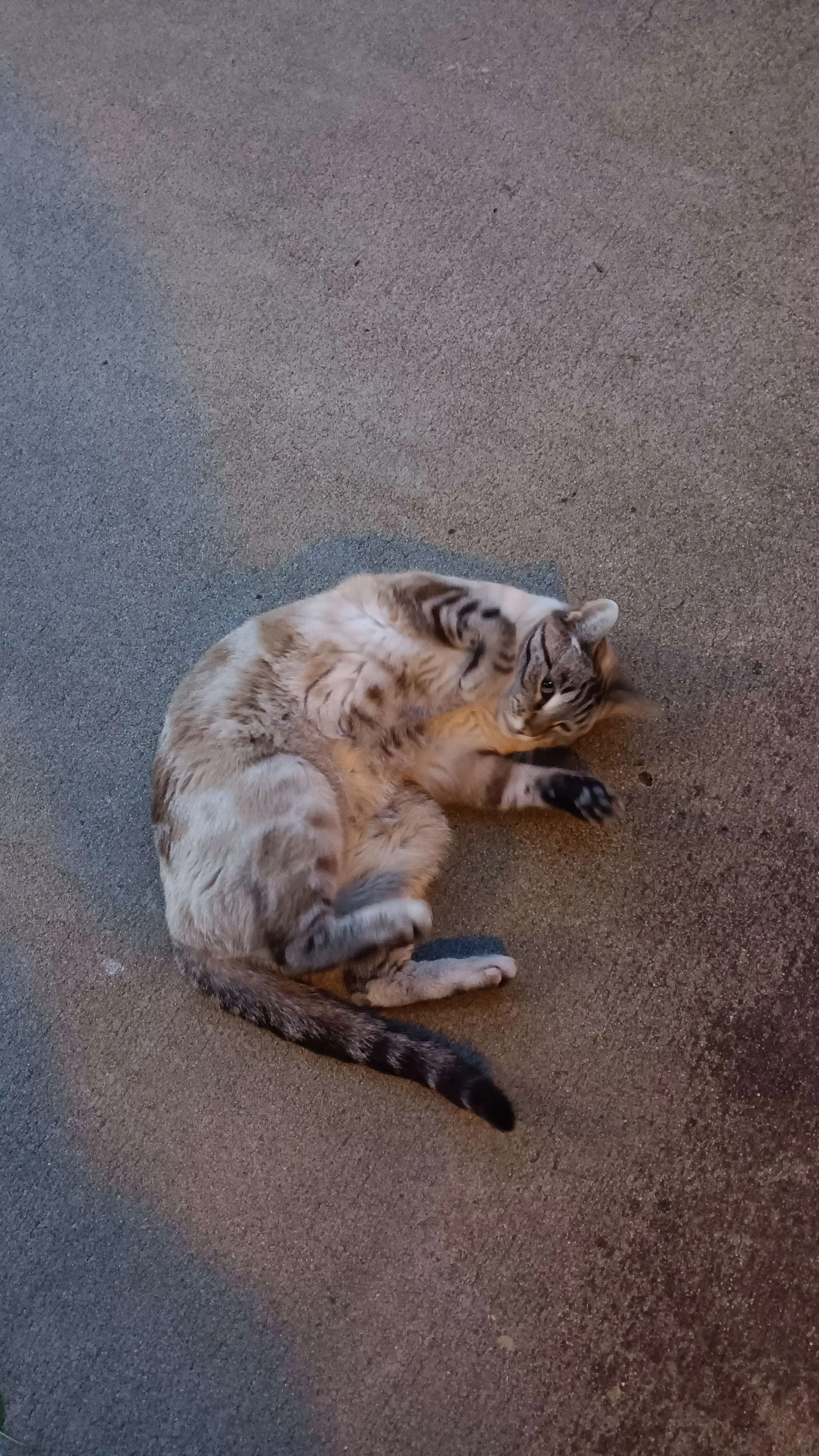 Daily Cat Image #799 | Fandom