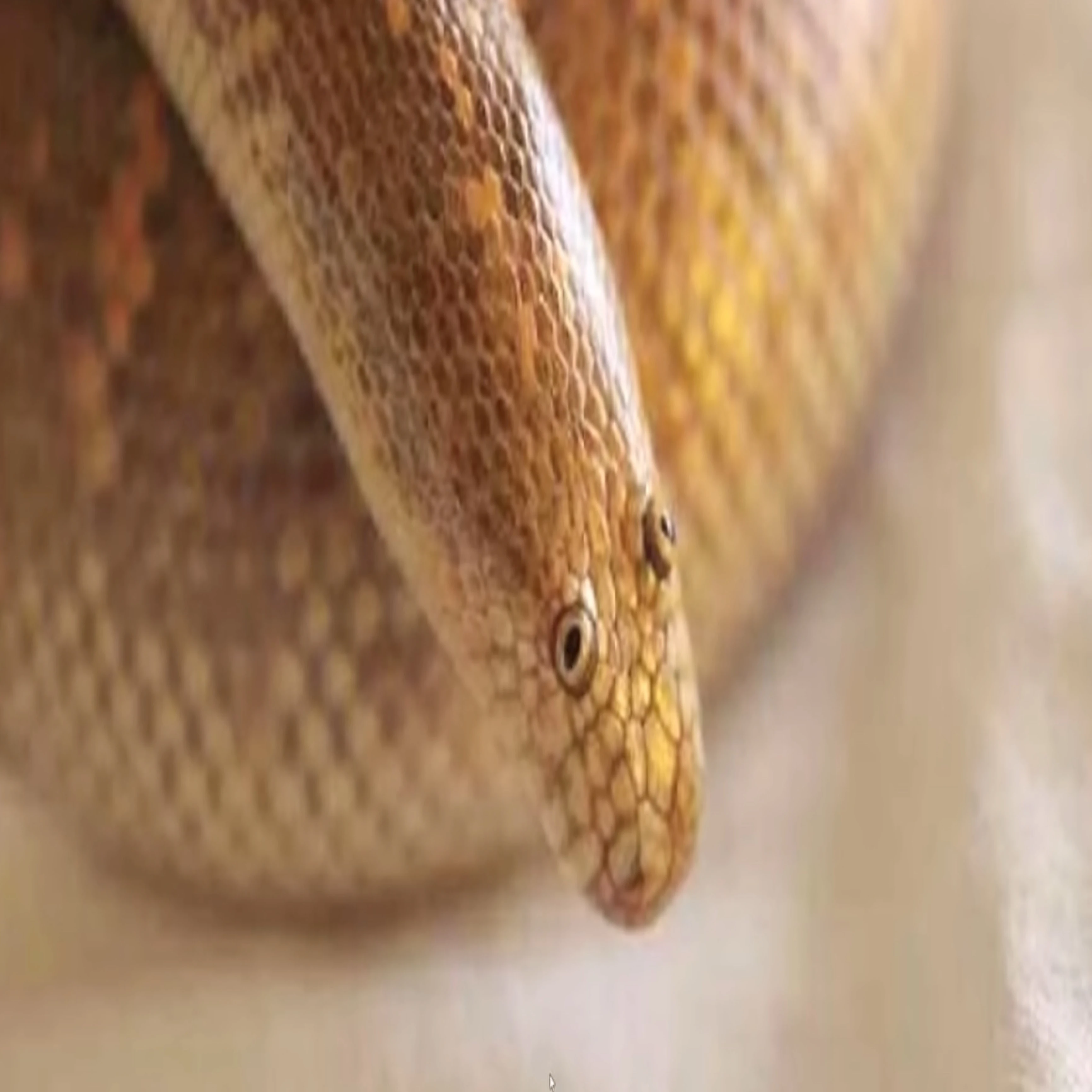 SNAKE!? AHHHH!! | Fandom