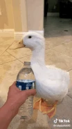 aflac meme | Fandom