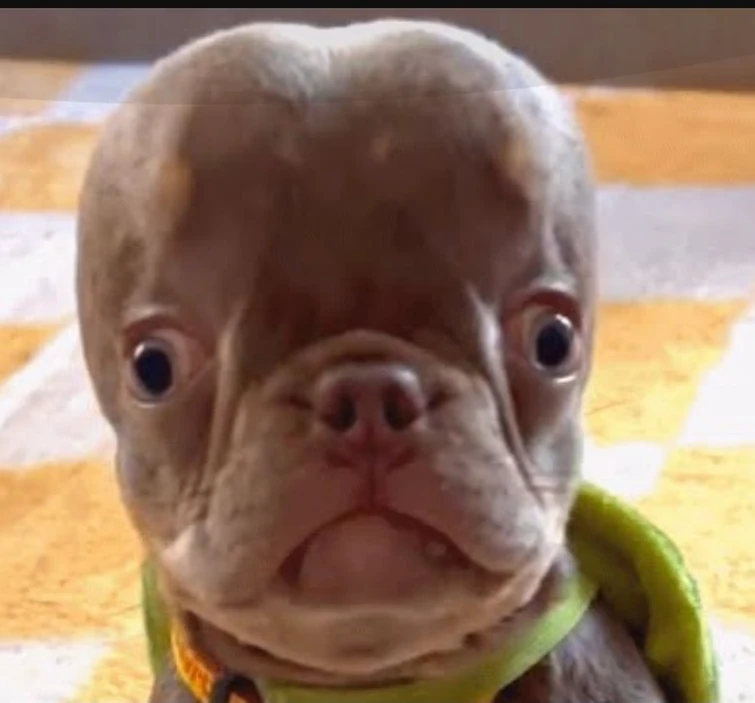 Discuss Everything About Adventure Forward Wiki | Fandom