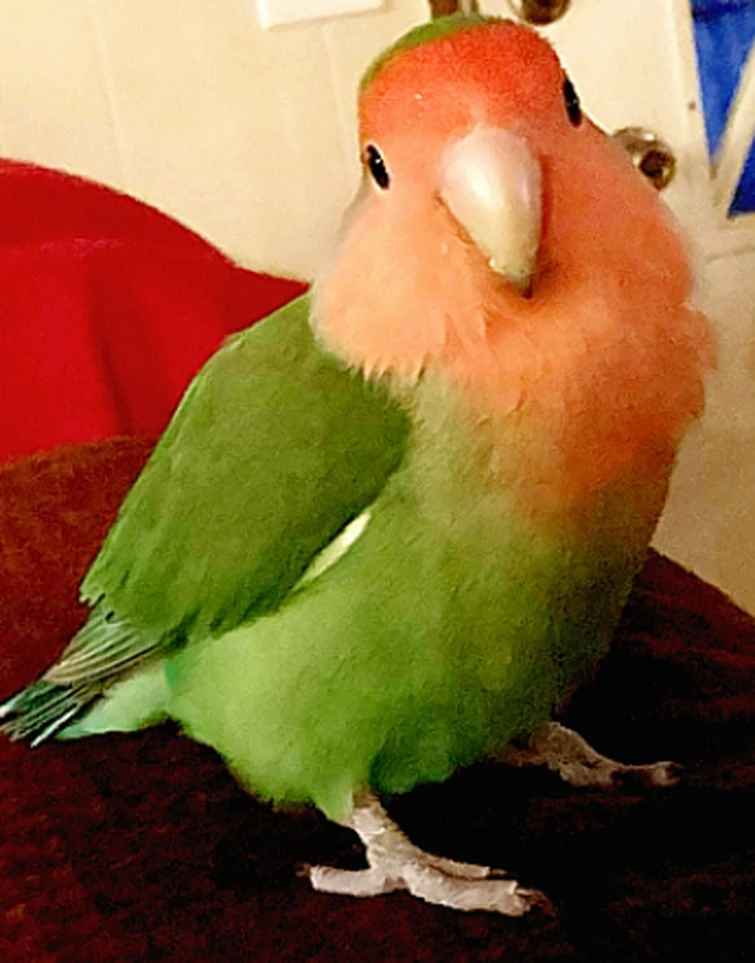 omg so cuteeeeeeeee my birb has a talent frrr | Fandom