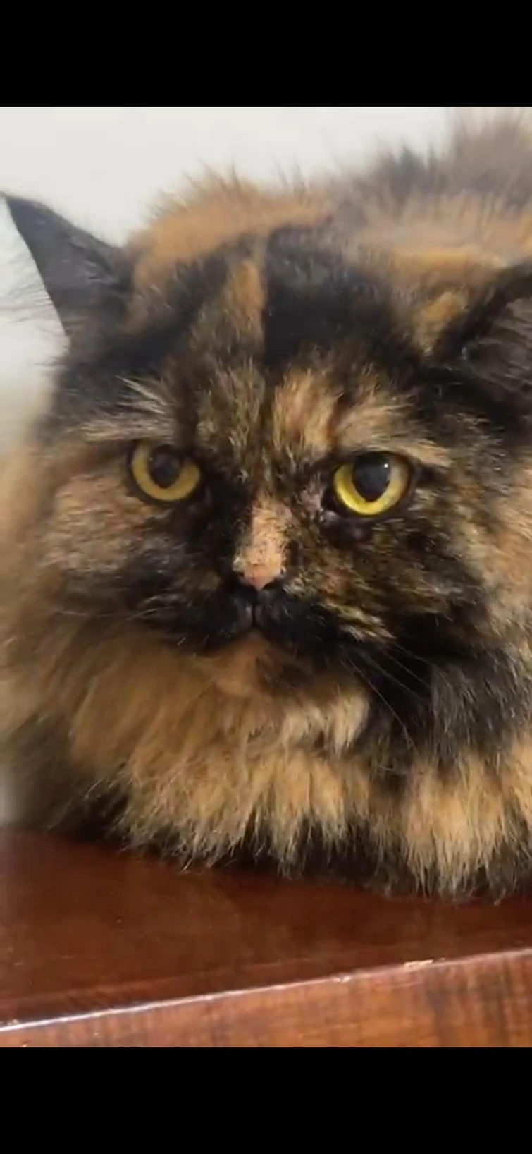 MY CAT 😭 | Fandom