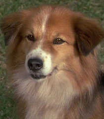 Prologue Dog | 20th Century Fox 2 Wiki | Fandom