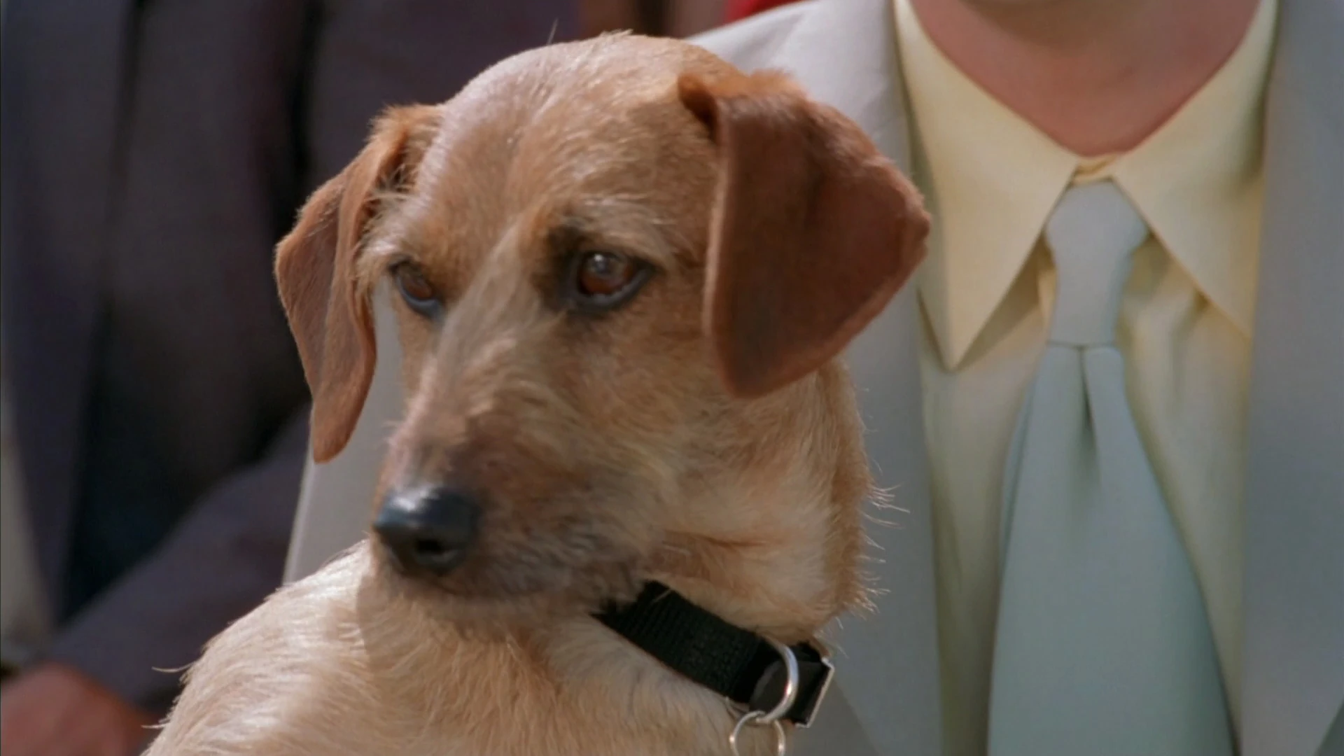 Garfield And Odie Movie