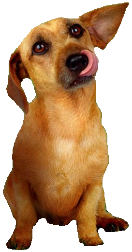 What Kind Of Dog Is Odie