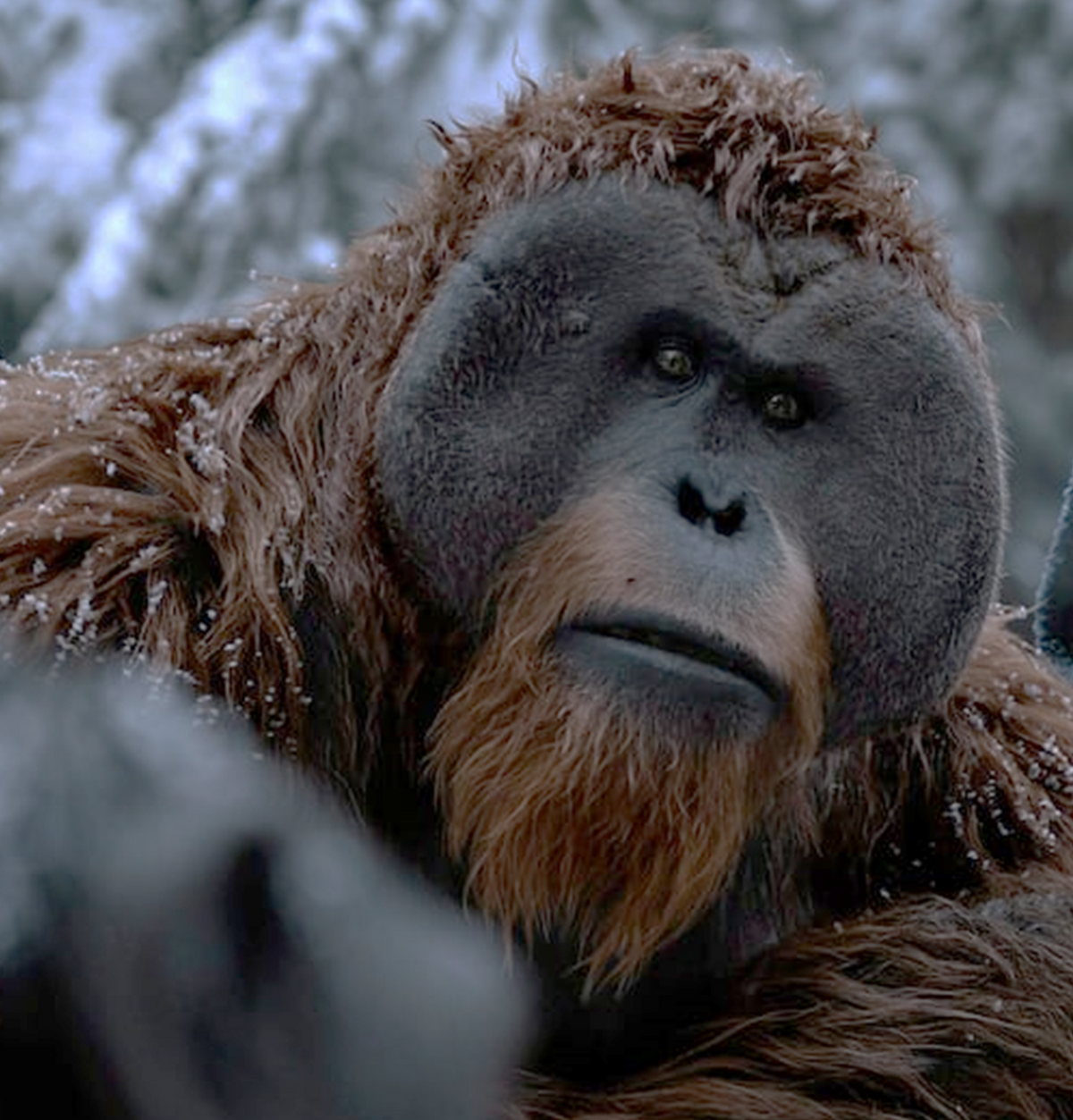 Maurice (20th Century Fox and Chernin's Planet of the Apes) | 20th ...