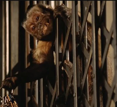 Dexter | 20th Century Studios Wiki | Fandom