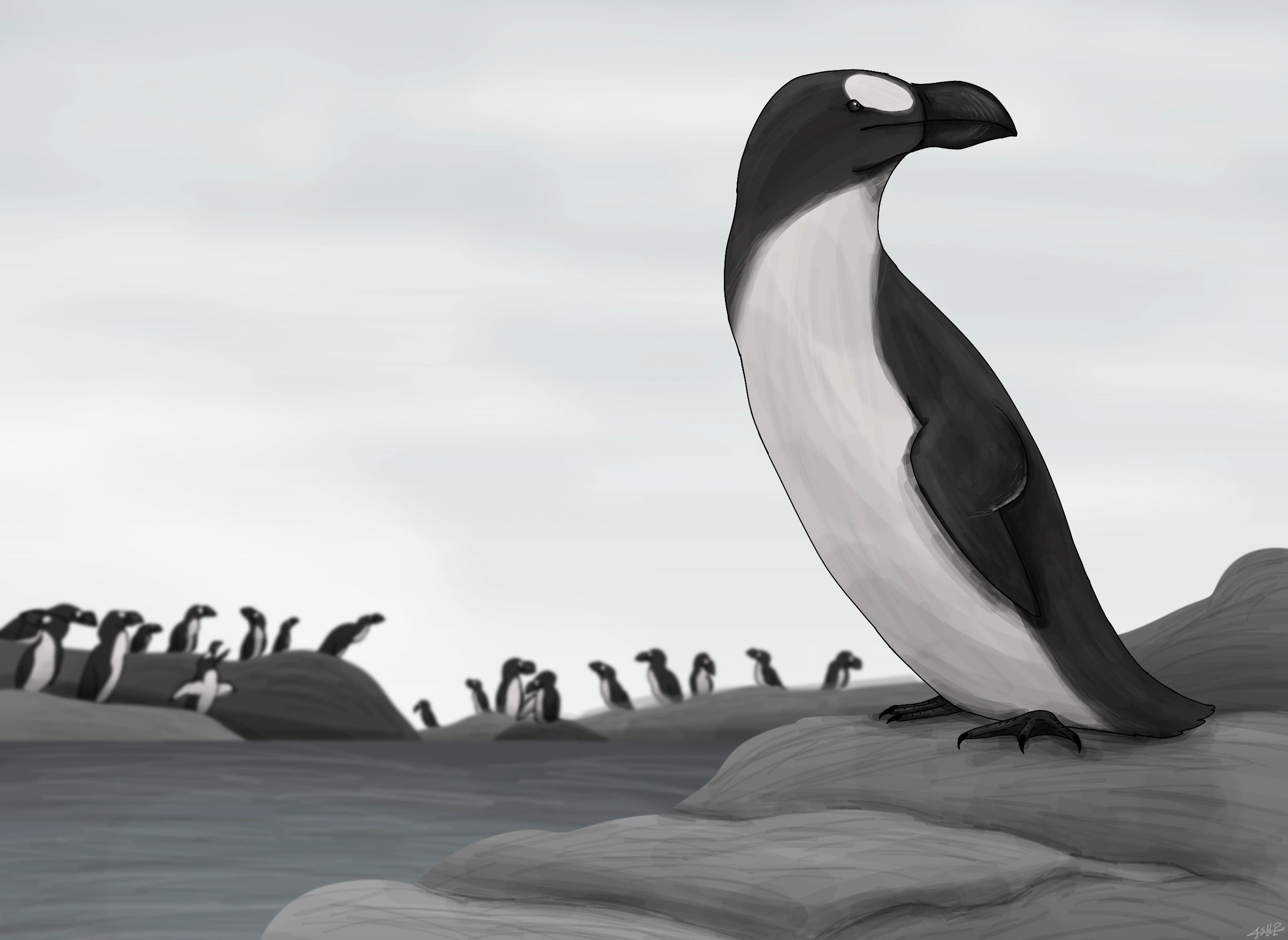 Great auk drawing | Fandom