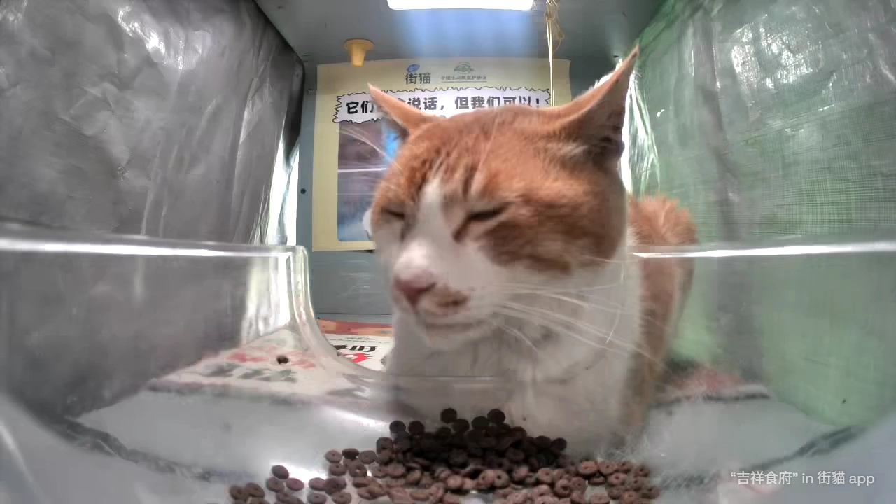 lil goobers on the hello street cat livestream(meow.camera) | Fandom