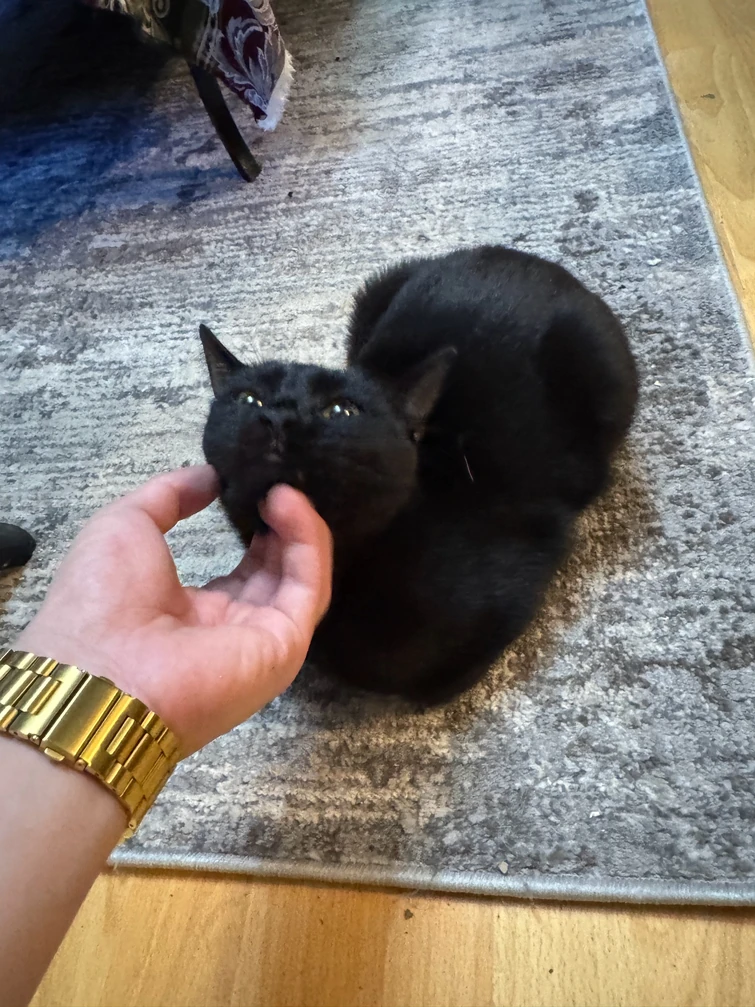 6th cat picture | Fandom