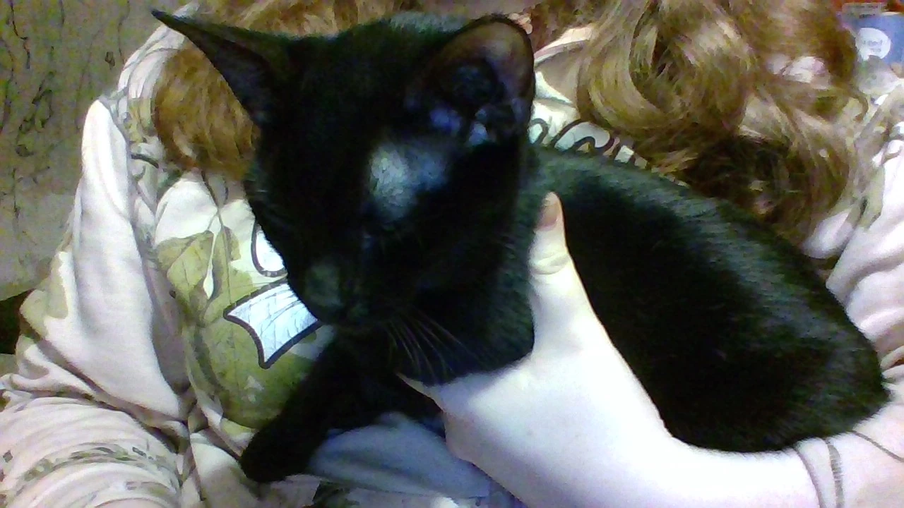 here's my cat | Fandom