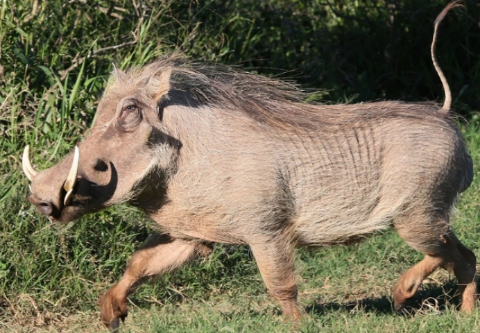 hog of pog. | Fandom