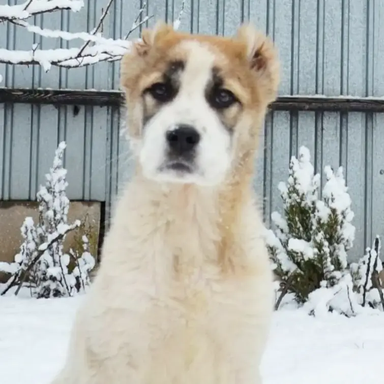 This puppy is cute | Fandom