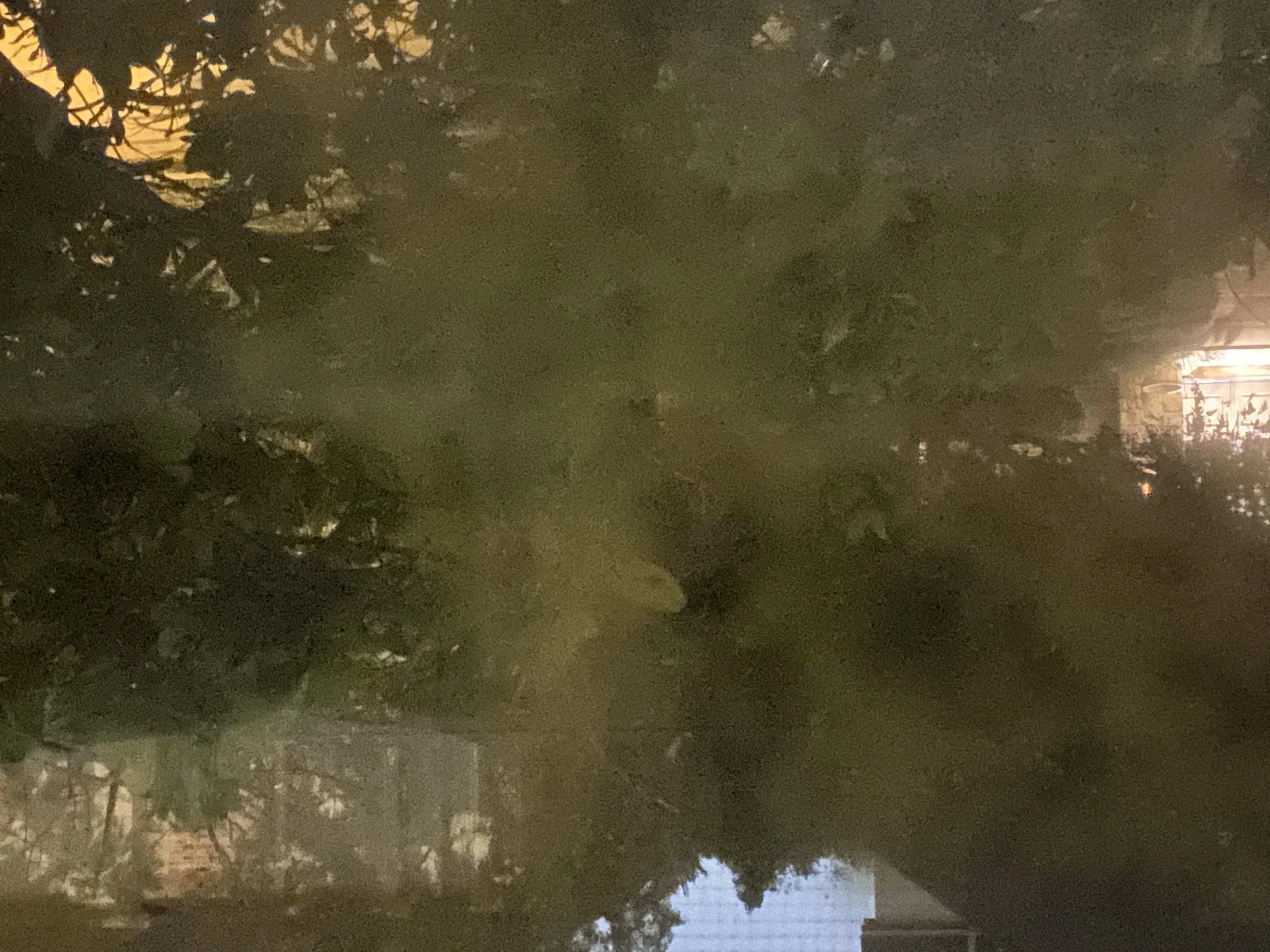 why does the tree outside my window look weird | Fandom