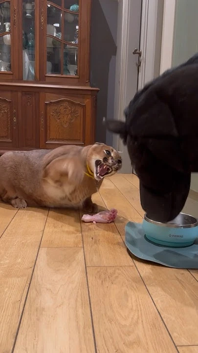 Funni Floppa video | Fandom