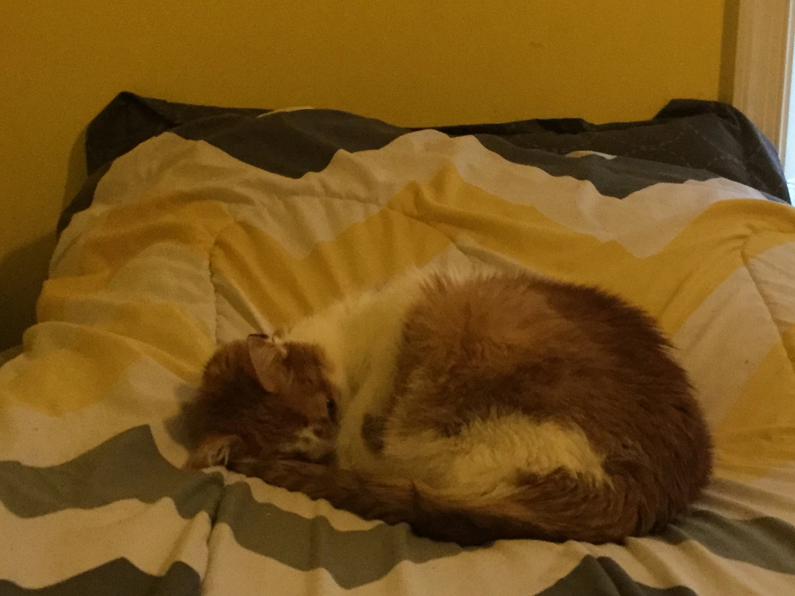 I miss my cat Sam ️ ️ ️ | Fandom