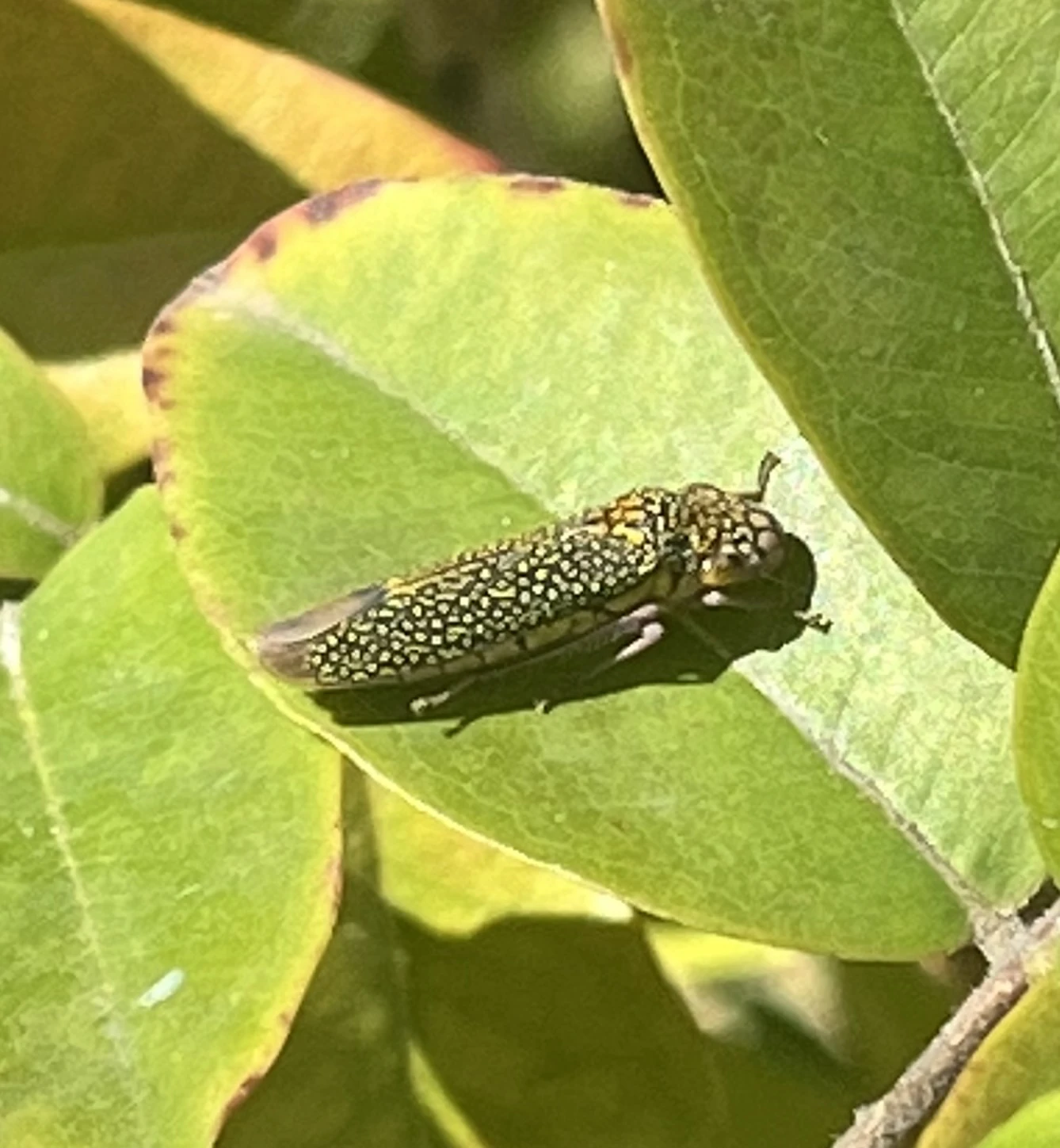 Cool school findings | Fandom