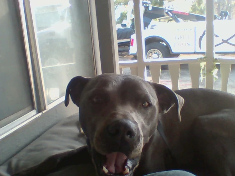 my dog- | Fandom