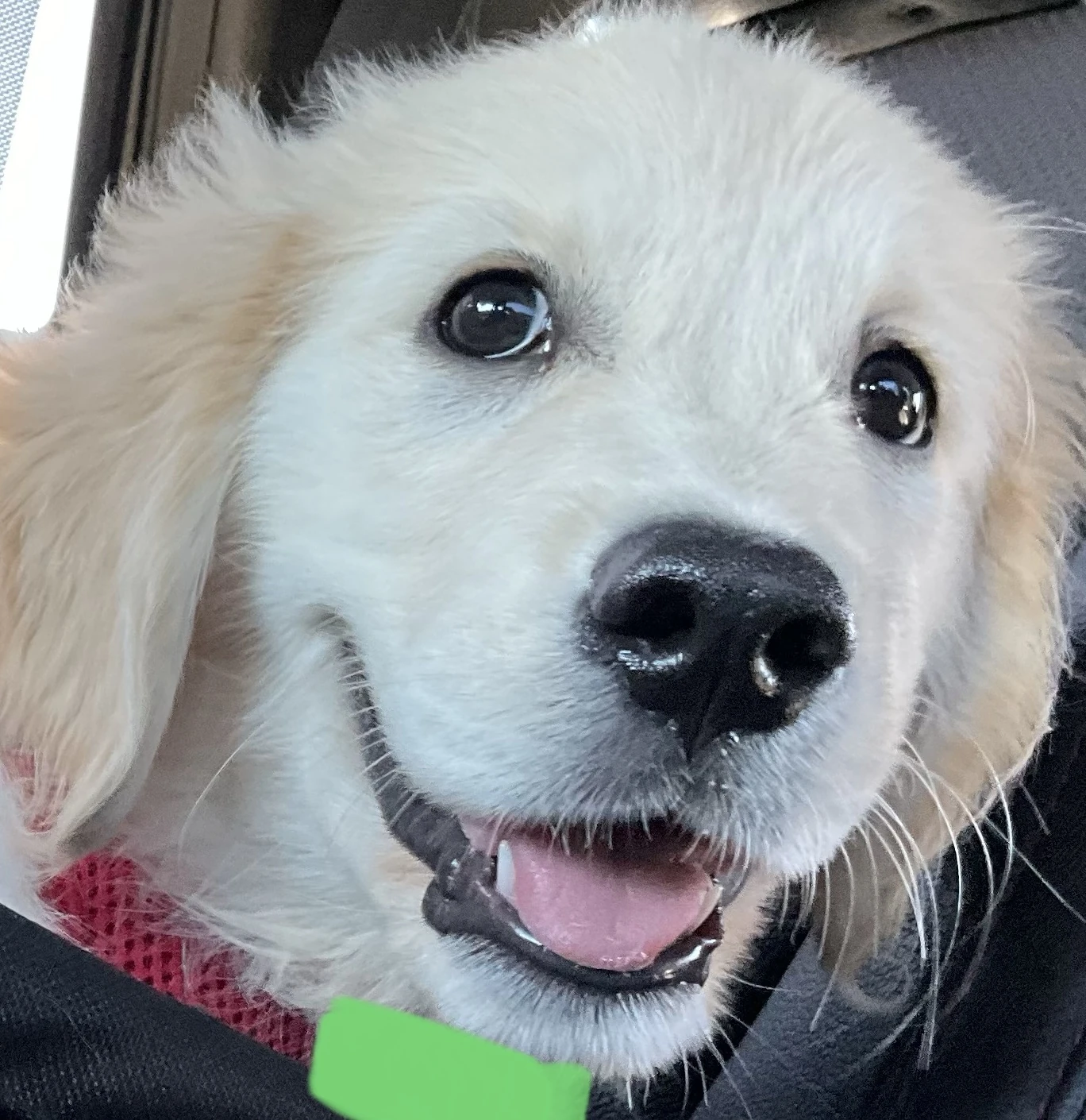 my new puppy | Fandom