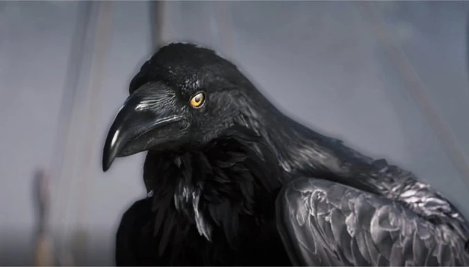 Ashraf reveals Eivor’s raven name | Fandom