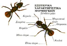 ΤΑ ΜΥΡΜΗΓΚΙΑ | 21dimkalkseWiki | Fandom