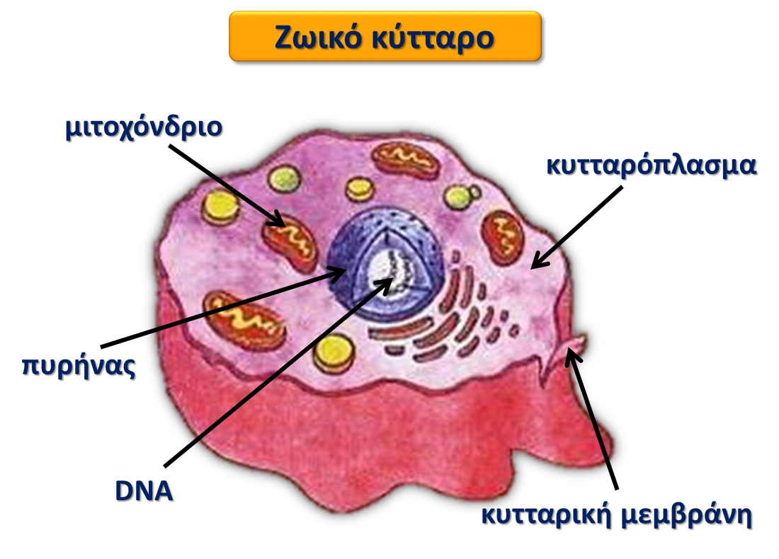 ΚΥΤΤΑΡΟ | 21dimkalkseWiki | Fandom