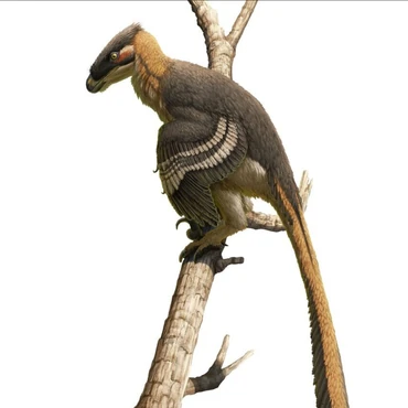 Discuss Everything About Dinopedia | Fandom