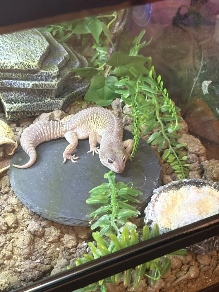 smth for ttau | Fandom