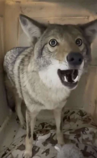 Discuss Everything About Dragon Adventures Wiki | Fandom