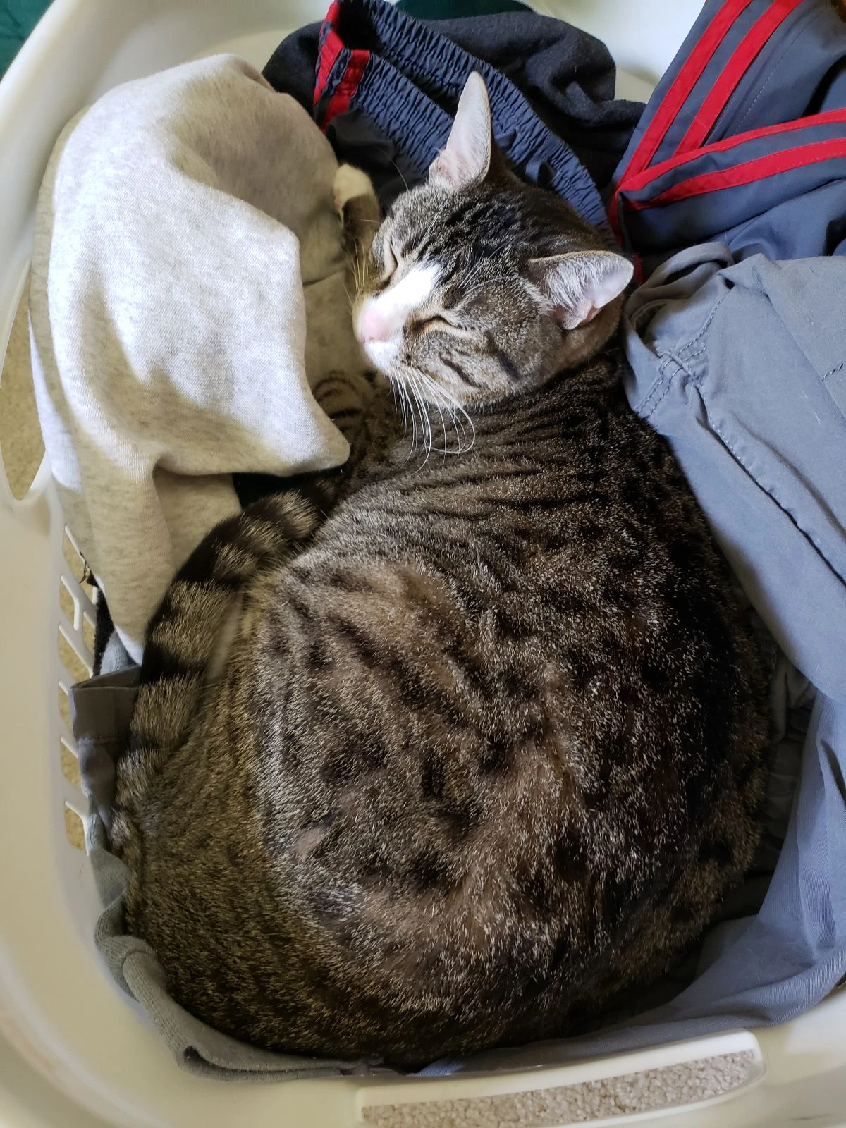 Daily Cat Image #289 | Fandom