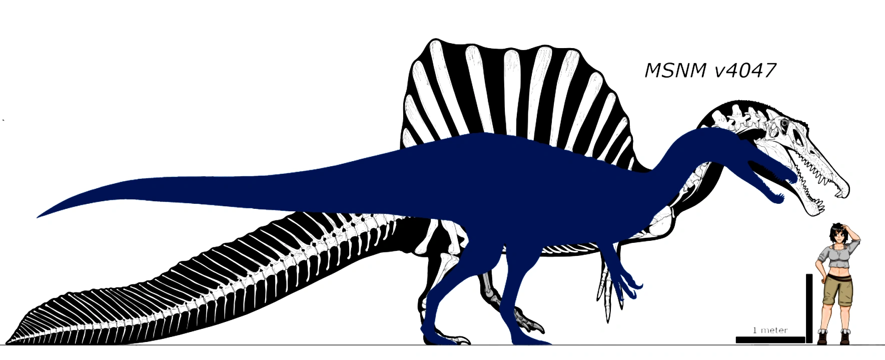 Spinosaurus and Suchomimus size comparison by Falcon9. Two very based ...